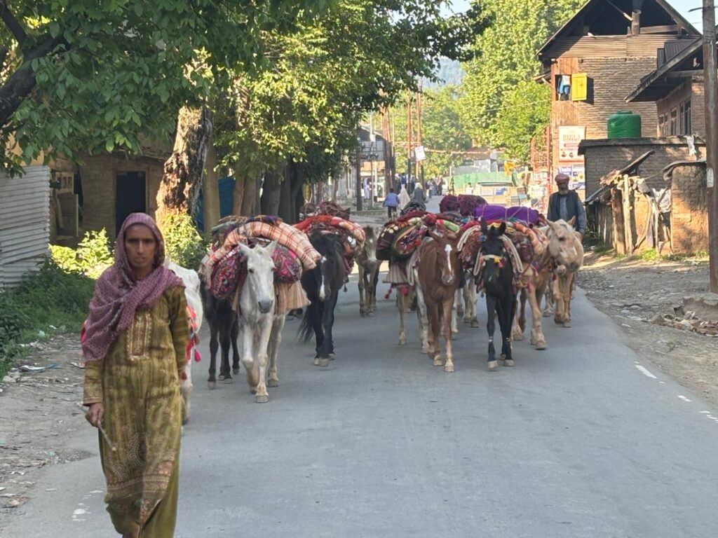 ‘No Grass, No Growth, No Eid’: Stuck in Lowlands Since Pahalgam Attack ...
